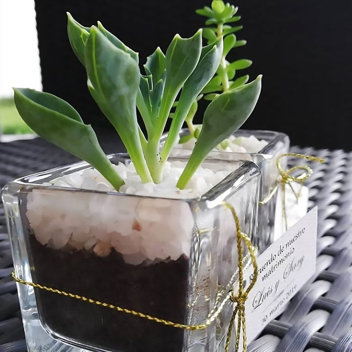 Recuerdos de matrimonio – Innova Designs